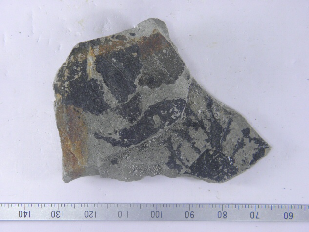 Archichlamydeae fam., gen. et sp. indet.｜いわきデジタルミュージアム