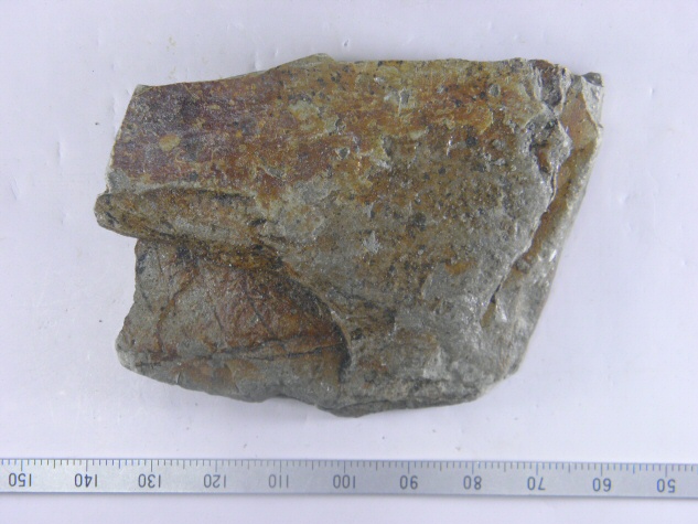 Archichlamydeae fam., gen. et sp. indet.｜いわきデジタルミュージアム