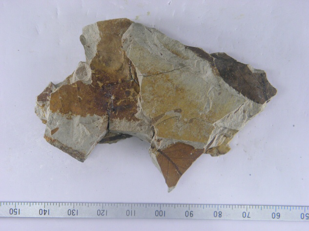 Archichlamydeae fam., gen. et sp. indet.｜いわきデジタルミュージアム