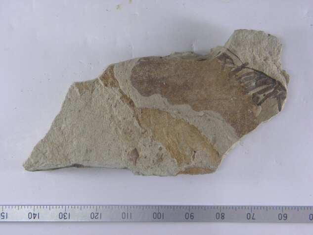 Archichlamydeae fam., gen. et sp. indet.｜いわきデジタルミュージアム