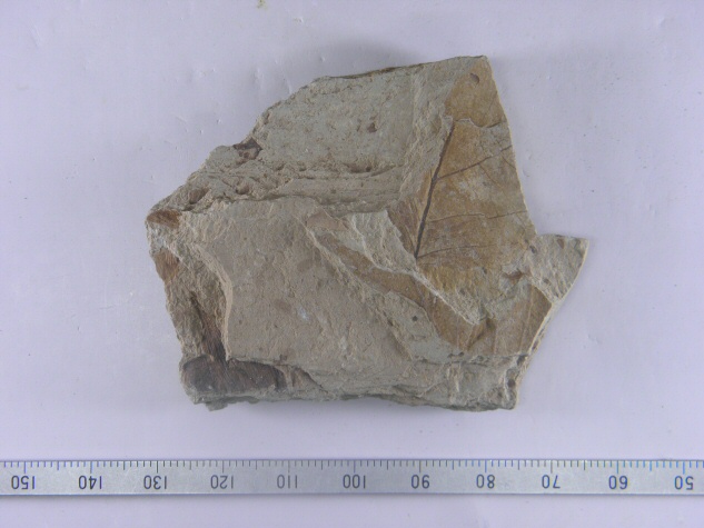 Archichlamydeae fam., gen. et sp. indet.｜いわきデジタルミュージアム