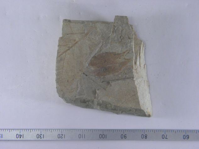 Archichlamydeae fam., gen. et sp. indet.｜いわきデジタルミュージアム