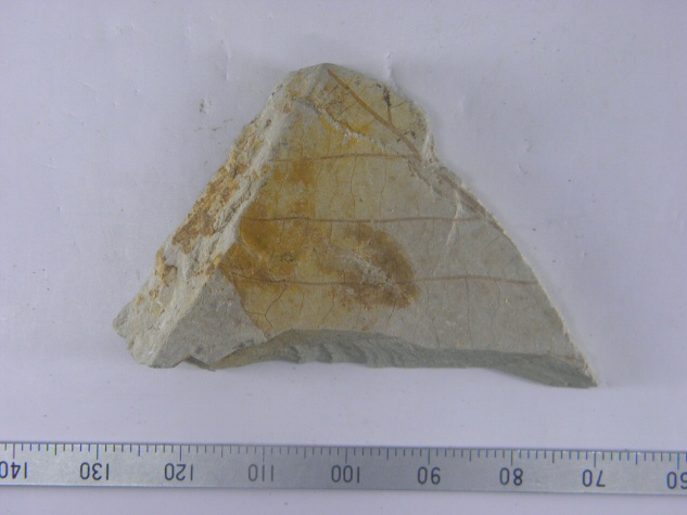 Archichlamydeae fam., gen. et sp. indet.｜いわきデジタルミュージアム