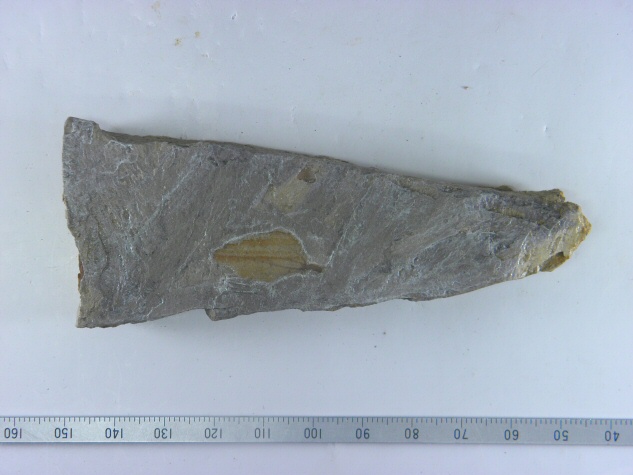 Archichlamydeae fam., gen. et sp. indet.｜いわきデジタルミュージアム