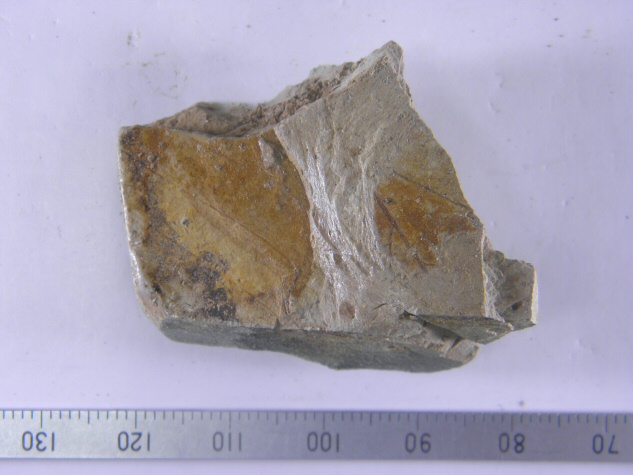 Archichlamydeae fam., gen. et sp. indet.｜いわきデジタルミュージアム