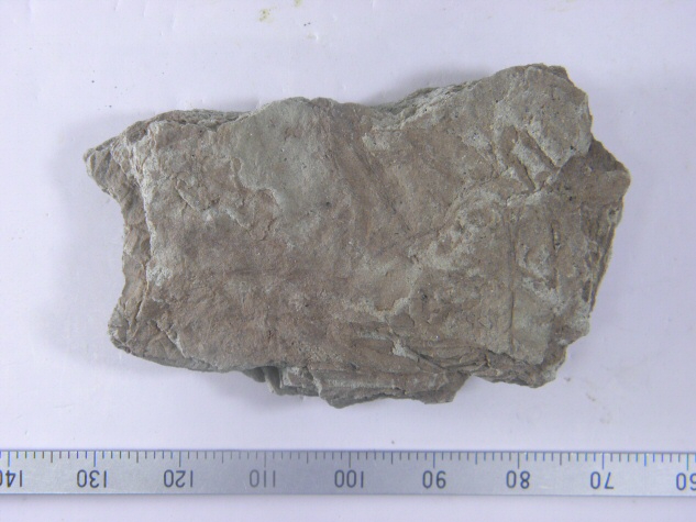 Archichlamydeae fam., gen. et sp. indet.｜いわきデジタルミュージアム