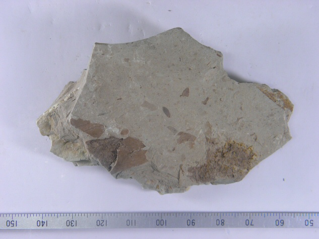 Archichlamydeae fam., gen. et sp. indet.｜いわきデジタルミュージアム