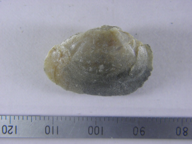 Macoma ? sp.｜いわきデジタルミュージアム