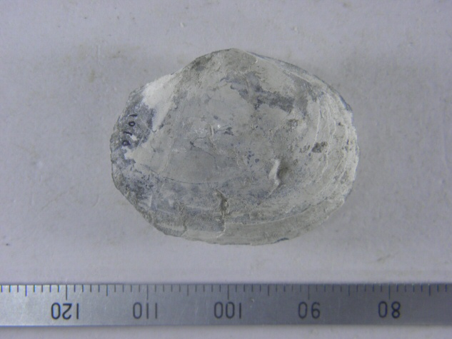 Macoma sp.｜いわきデジタルミュージアム