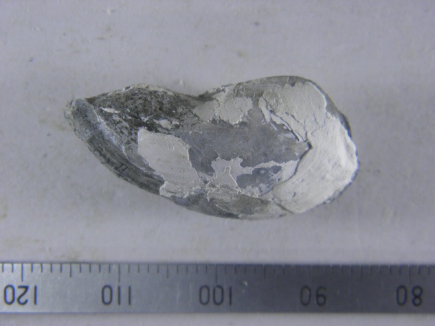 Modiolus ? sp.｜いわきデジタルミュージアム