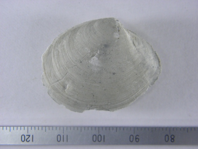 Macoma sp.｜いわきデジタルミュージアム