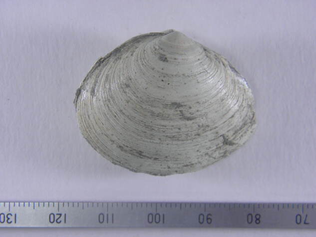 Macoma sp.｜いわきデジタルミュージアム
