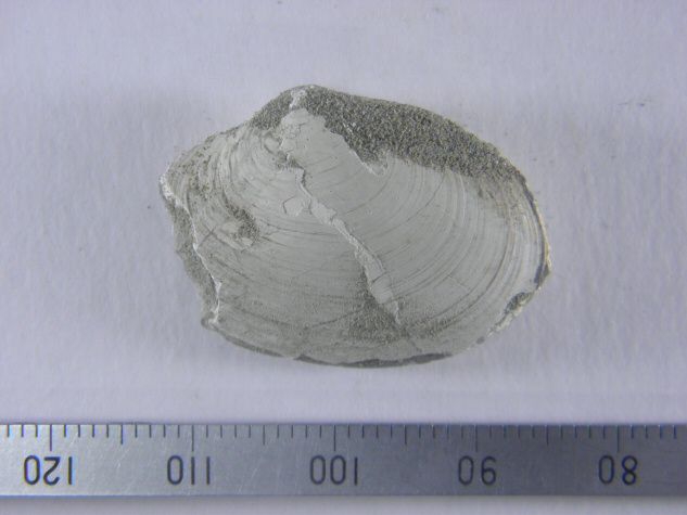 Macoma sp.｜いわきデジタルミュージアム