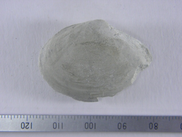 Macoma sp.｜いわきデジタルミュージアム