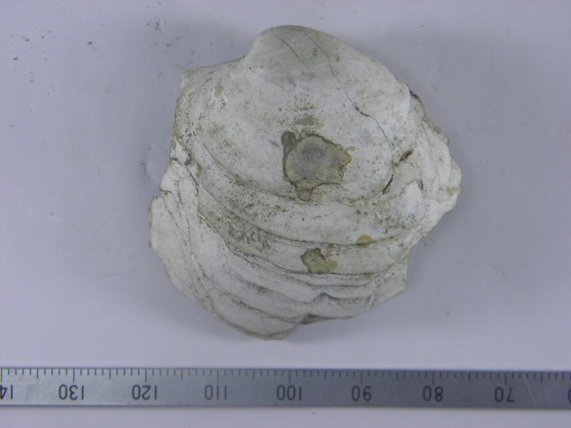 Dosinia sp.｜いわきデジタルミュージアム