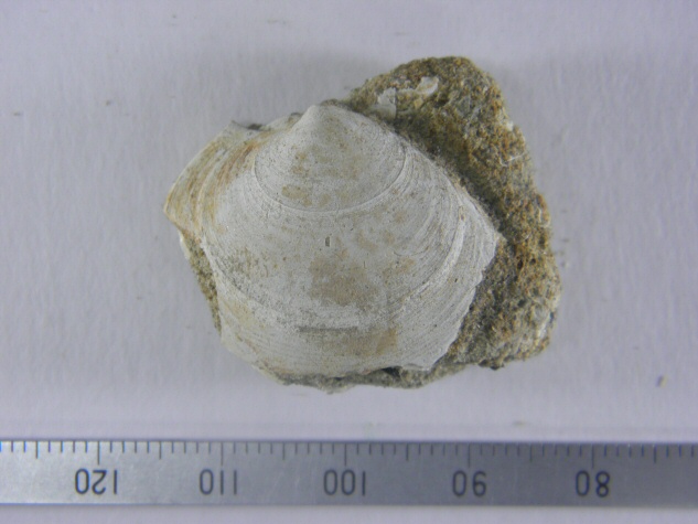 Dosinia sp.｜いわきデジタルミュージアム