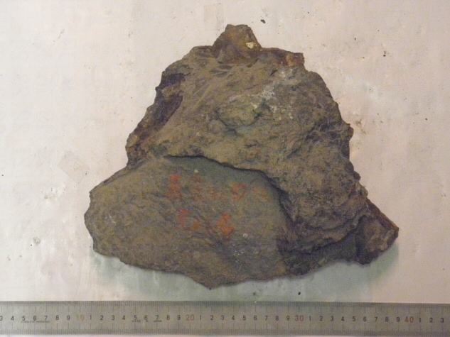 石灰礫岩 (Calcirudite)｜いわきデジタルミュージアム