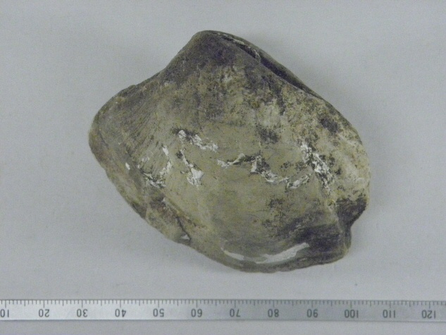 Conchocele sp.｜いわきデジタルミュージアム