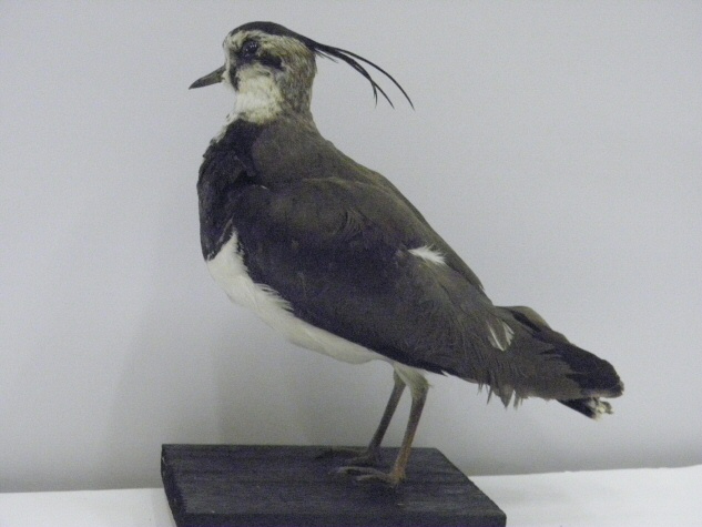 Vanellus varellus (Linnaeus)｜いわきデジタルミュージアム